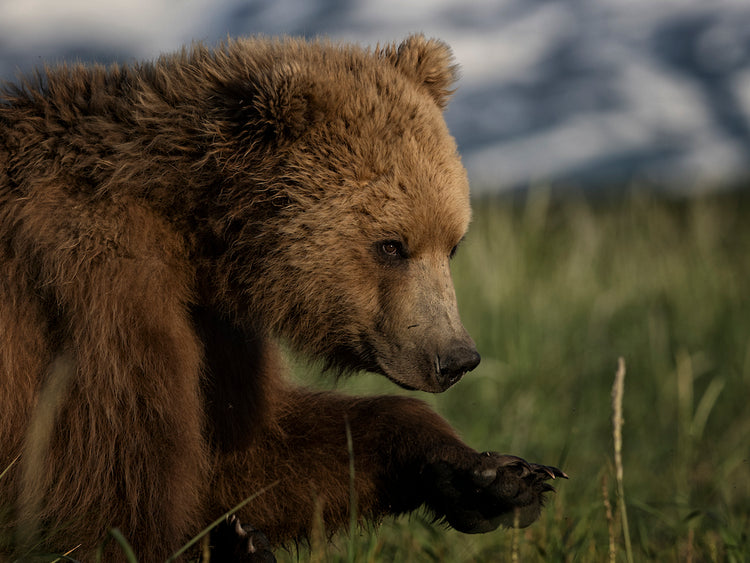 A Conversation with Drew Hamilton – Gura Gear